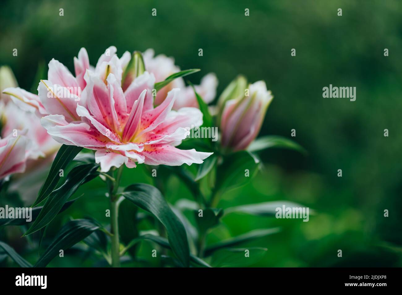 Scented pollen-free double lilies Stock Photo - Alamy