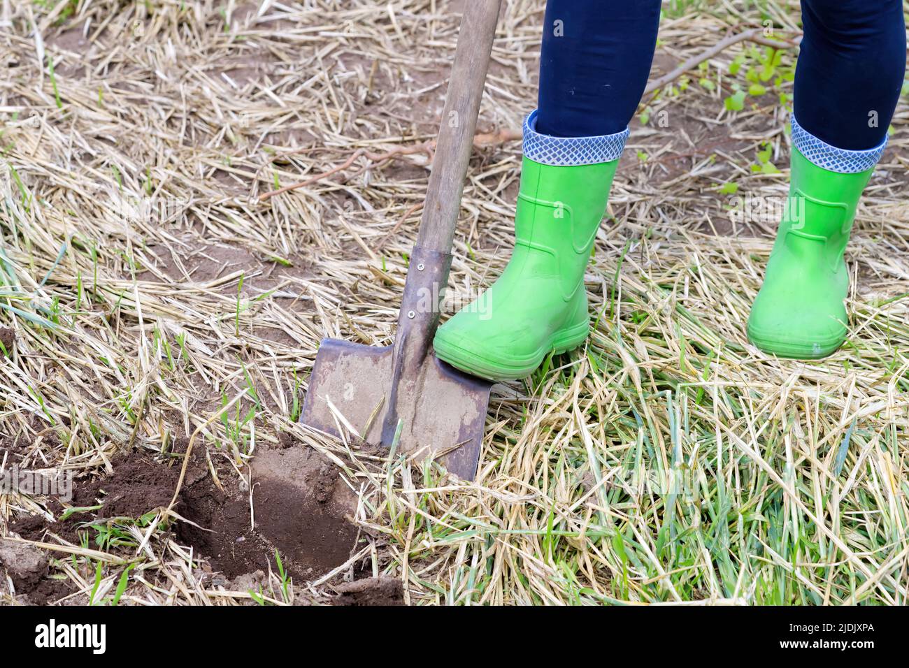 gardener digs soil with shovel in garden, agriculture concept Stock ...