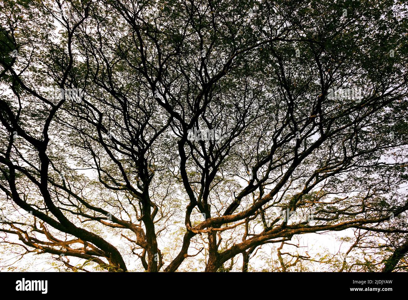 A beautiful sprawling tree in a tropical forest. Thailand Stock Photo ...