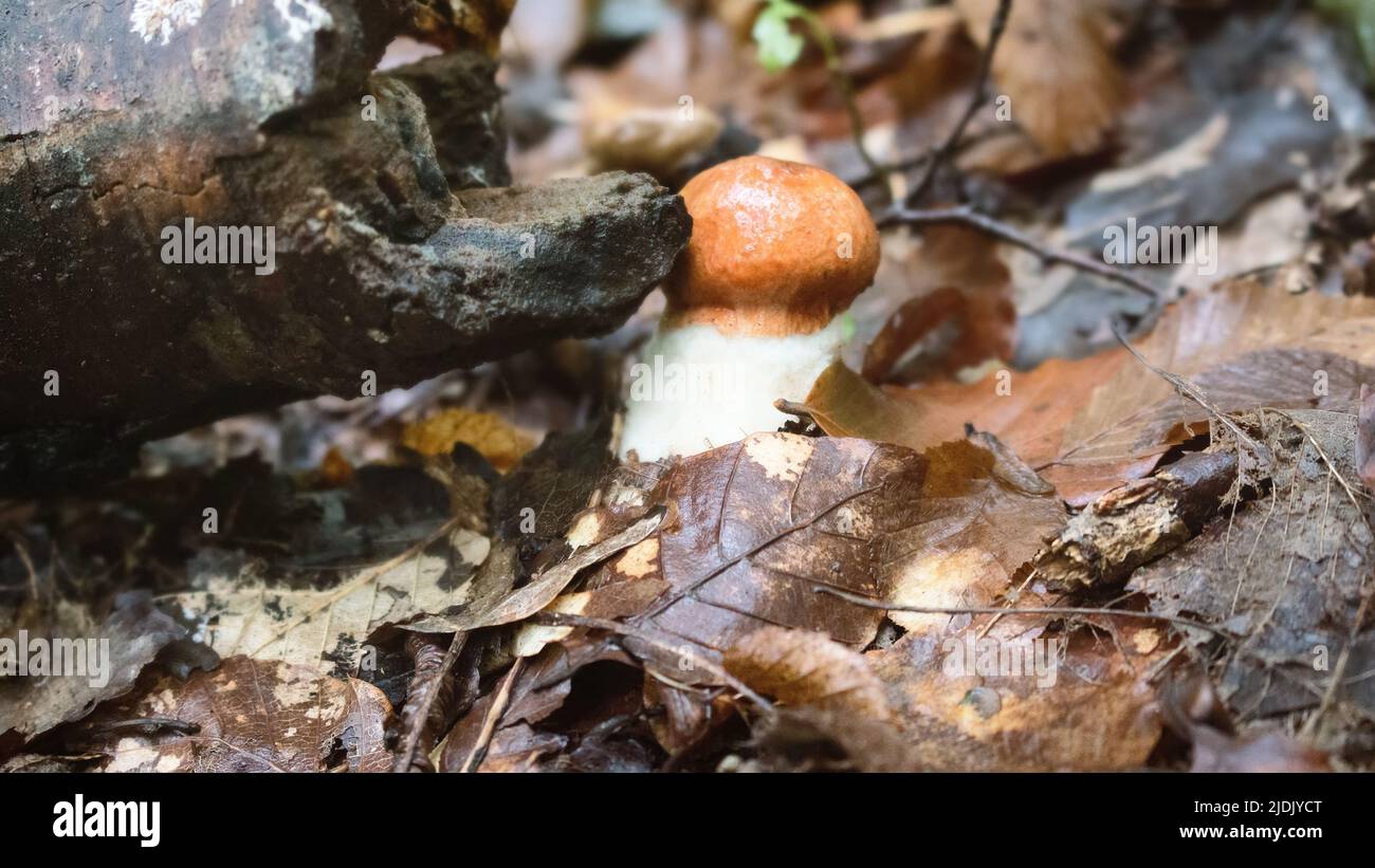 Mushroom season. Young white mushroom means new mushroom generation ...
