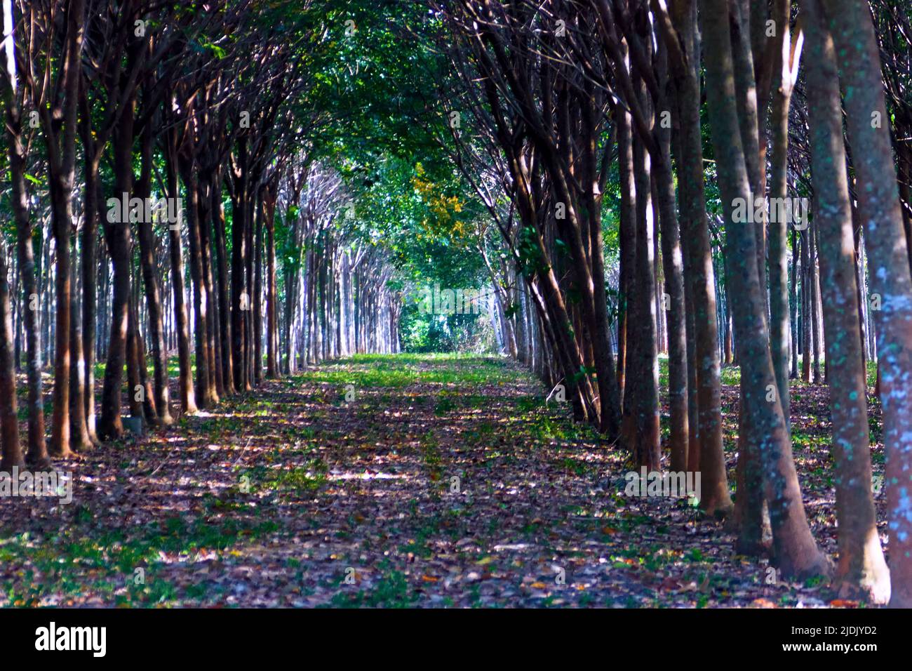 Rubber crop, caoutchouc tree grove (plantation). Purple pea, Seringa ...