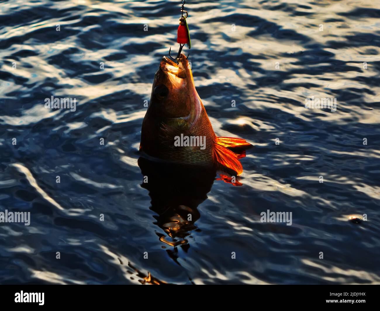 Fishing at sunset. Catching predatory fish on spinning. Sunset colors ...