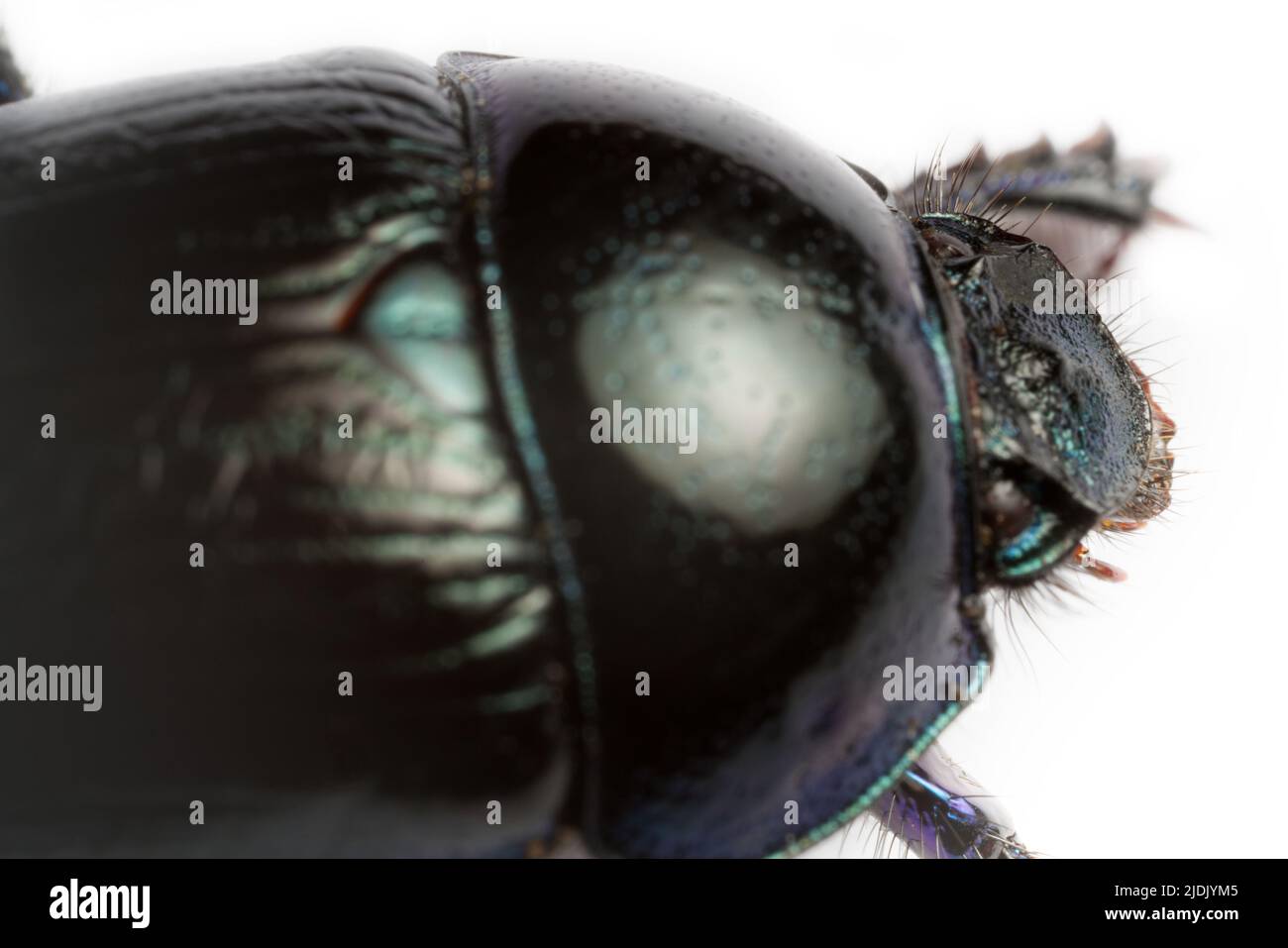 Metallic blue earth-boring dung beetle (Geotrupes) crawling on white ...