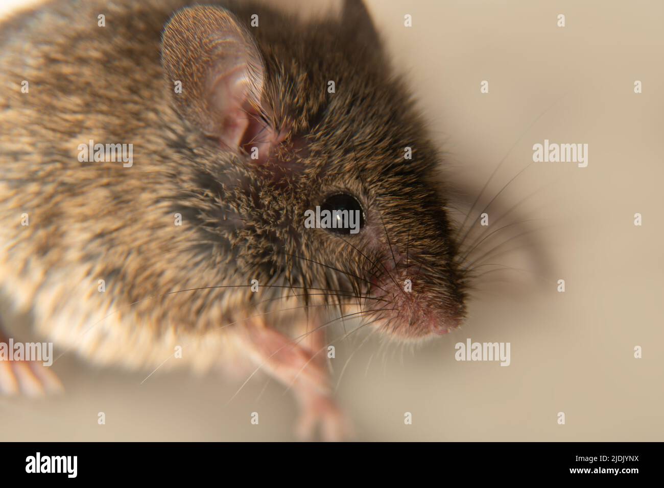 Swiss (house) mice (Mus musculus) constantly accompanies to human ...