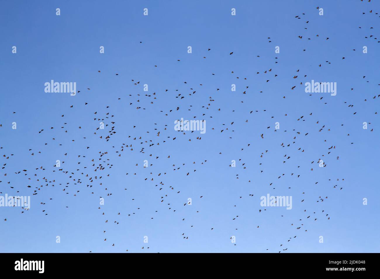 A huge flock of Bulbuls (Pycnonotus sp.) flies to the fields. India ...