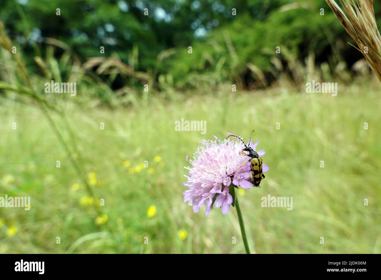 Gefleckter Schmalbock (Rutpela maculata, Syn.: Strangalia maculata ...