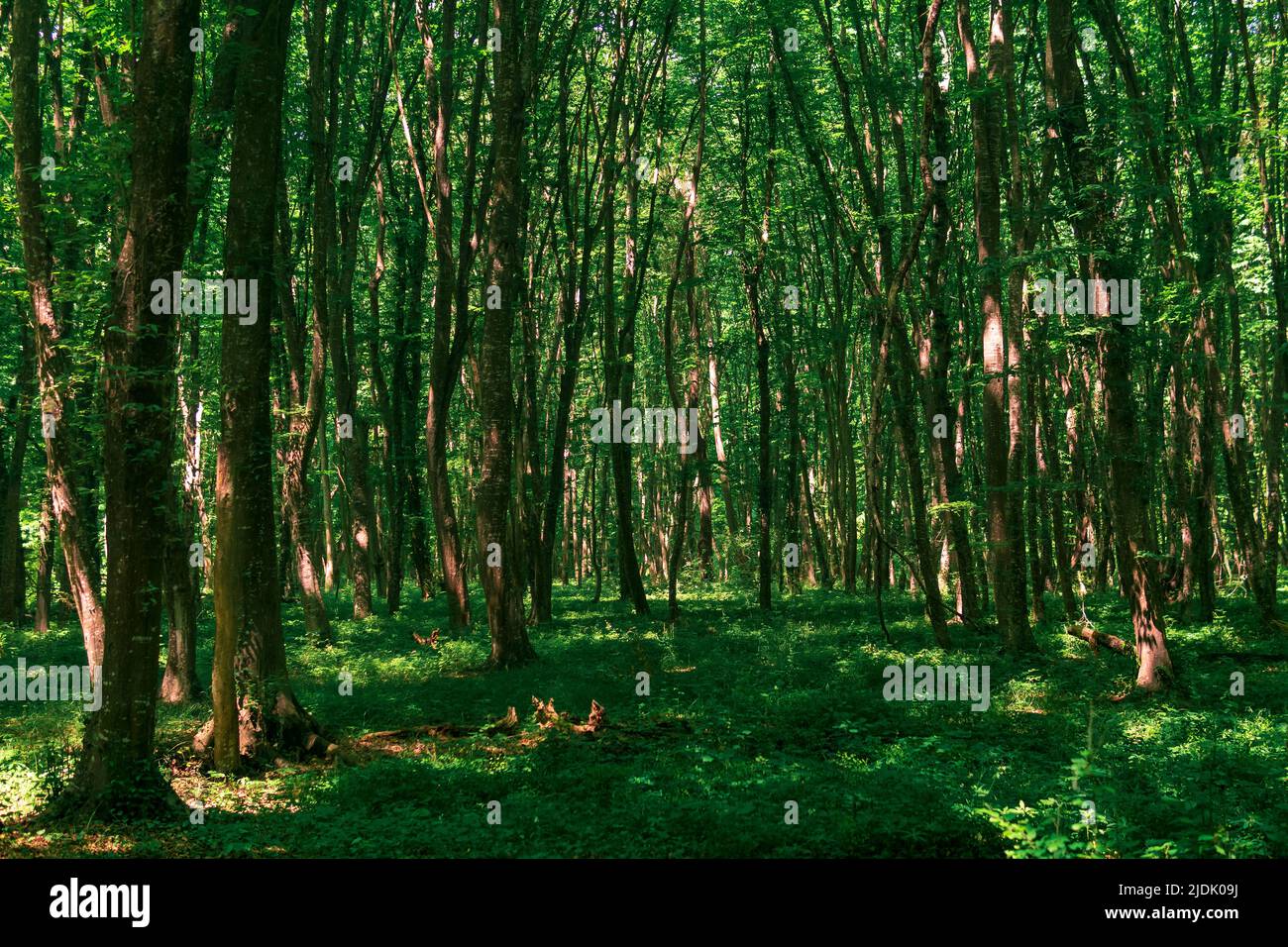 landscape in a shady forest thicket with dense undergrowth Stock Photo ...