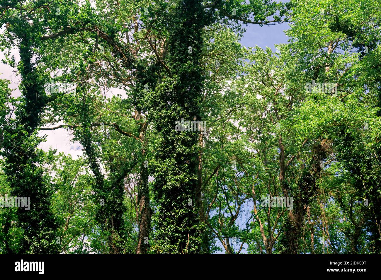 crowns and trunks of tall trees in a dense broadleaf forest Stock Photo ...