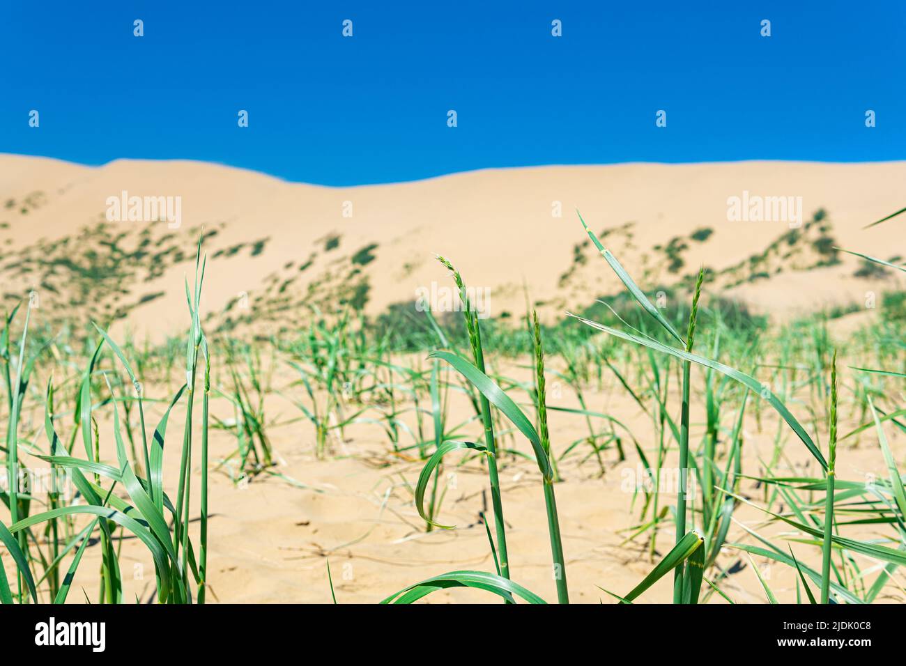 stalk of wild cereal grass grow from sand after rain in the desert ...
