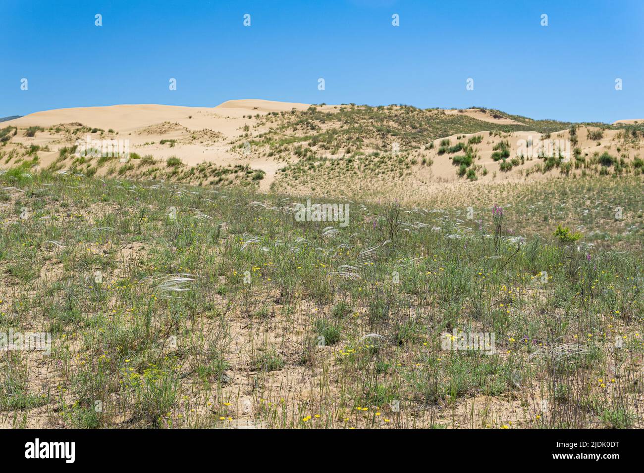 spring dry steppe with flowering feather grass in the vicinity of the ...
