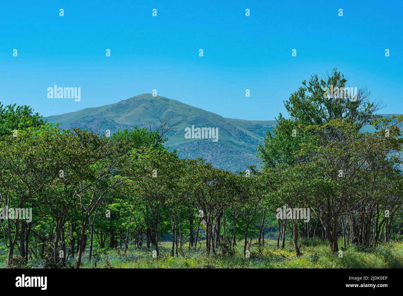spring open woodlands in the foothills of the Caucasus Mountains in ...