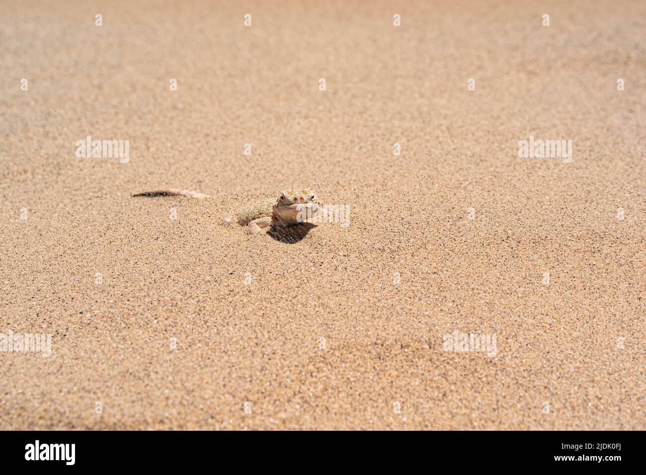 toadhead agama lizard quickly dug into the sand vibrating with its ...
