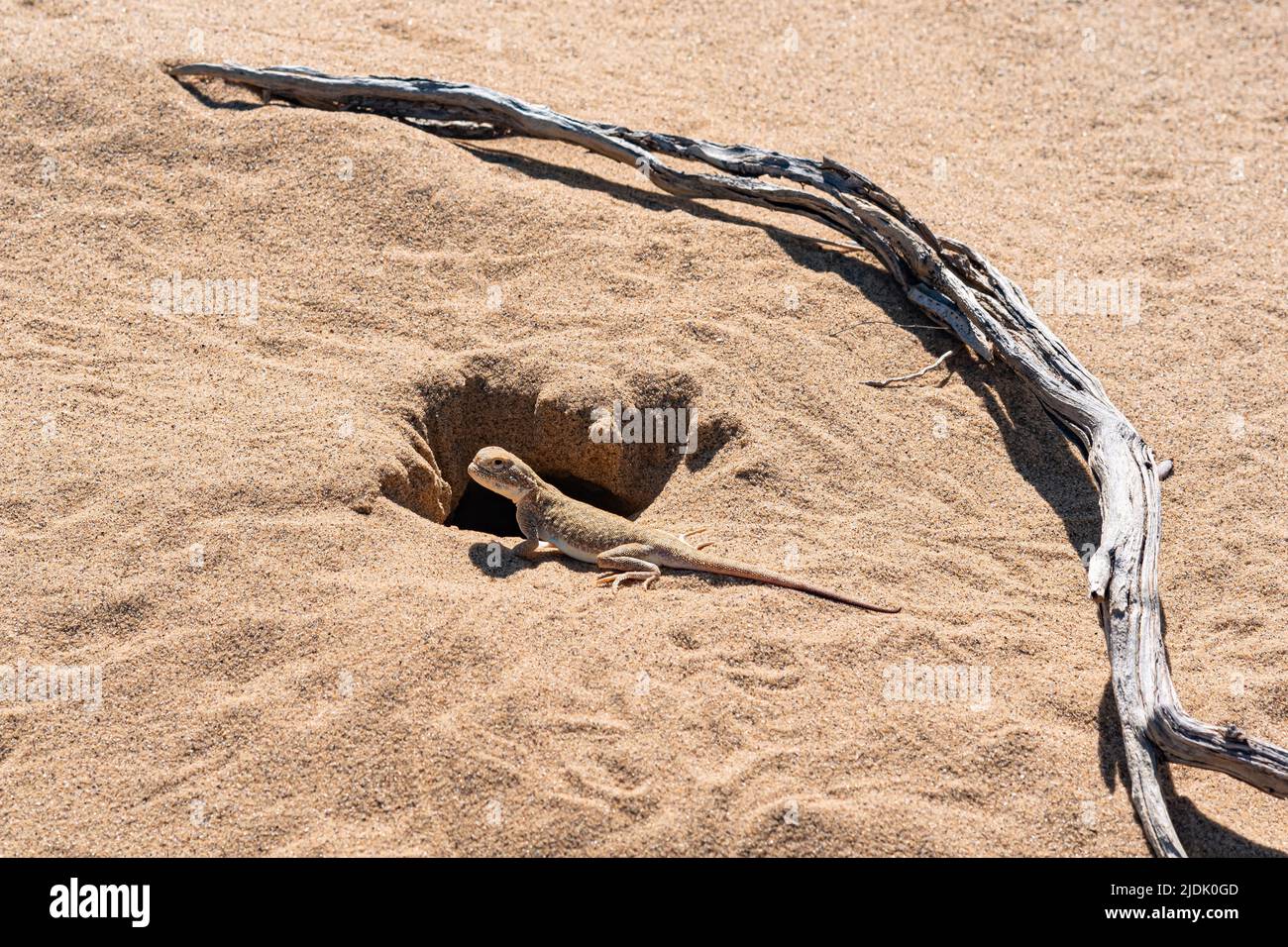 toadhead agama lizard near its burrow in the sand of the desert Stock ...