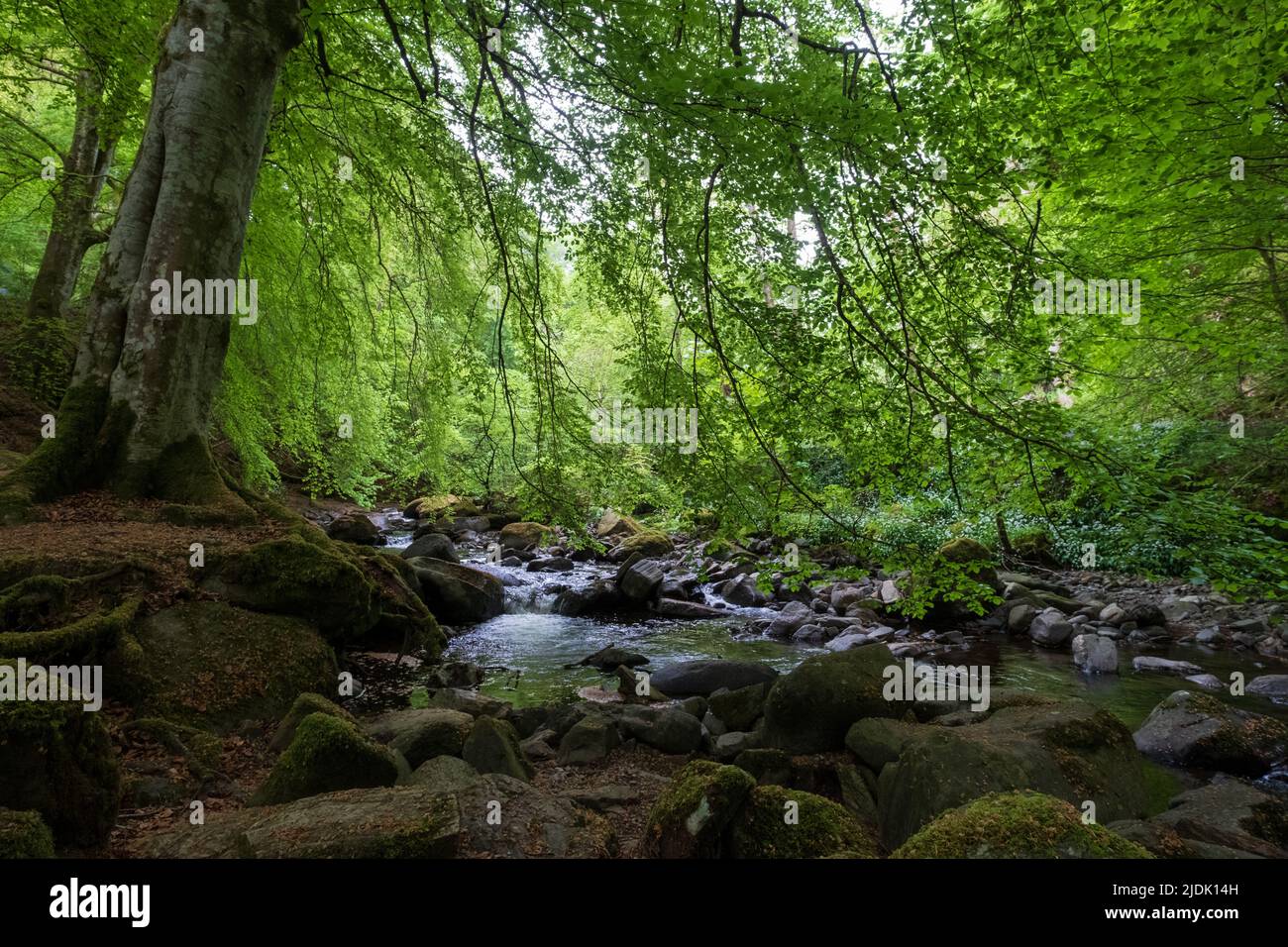The Birks of Aberfeldy, circular walking route in the Moness Glen ...
