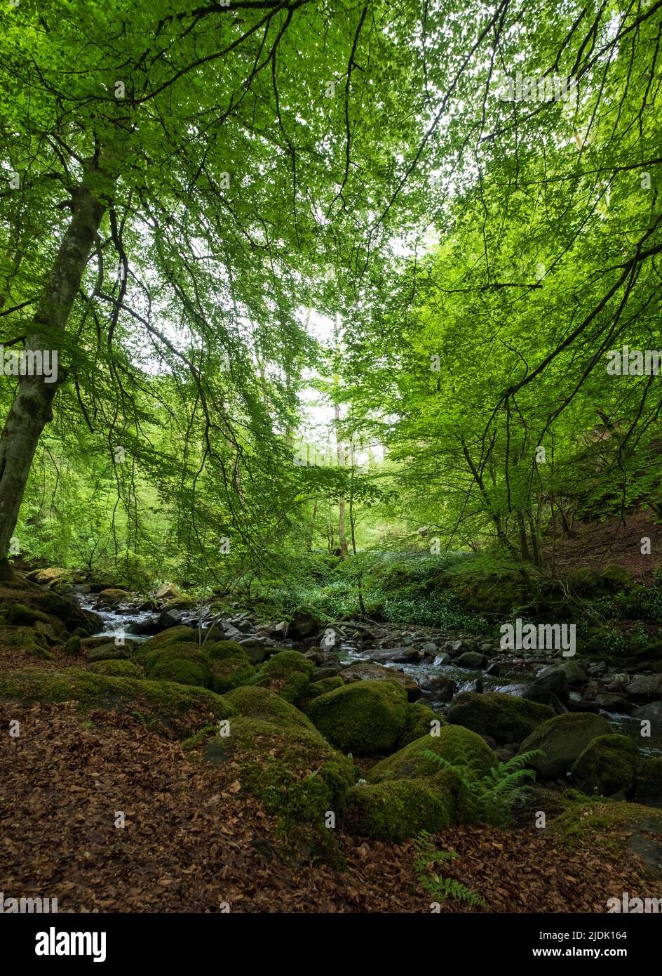 The Birks of Aberfeldy, circular walking route in the Moness Glen ...