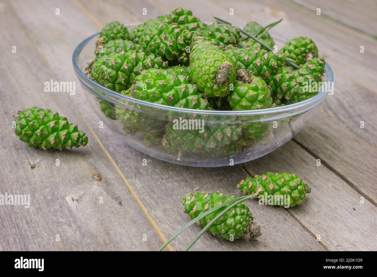 In a saucer fresh pine cones to prepare a traditional medicinal potion ...