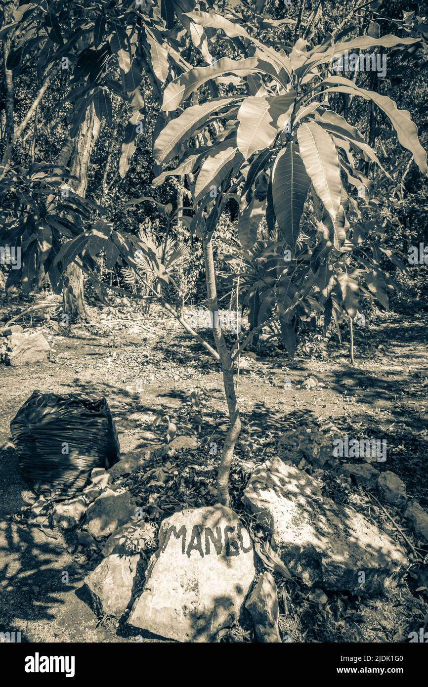 Old black and white picture of Tropical mexican mango tree jungle ...