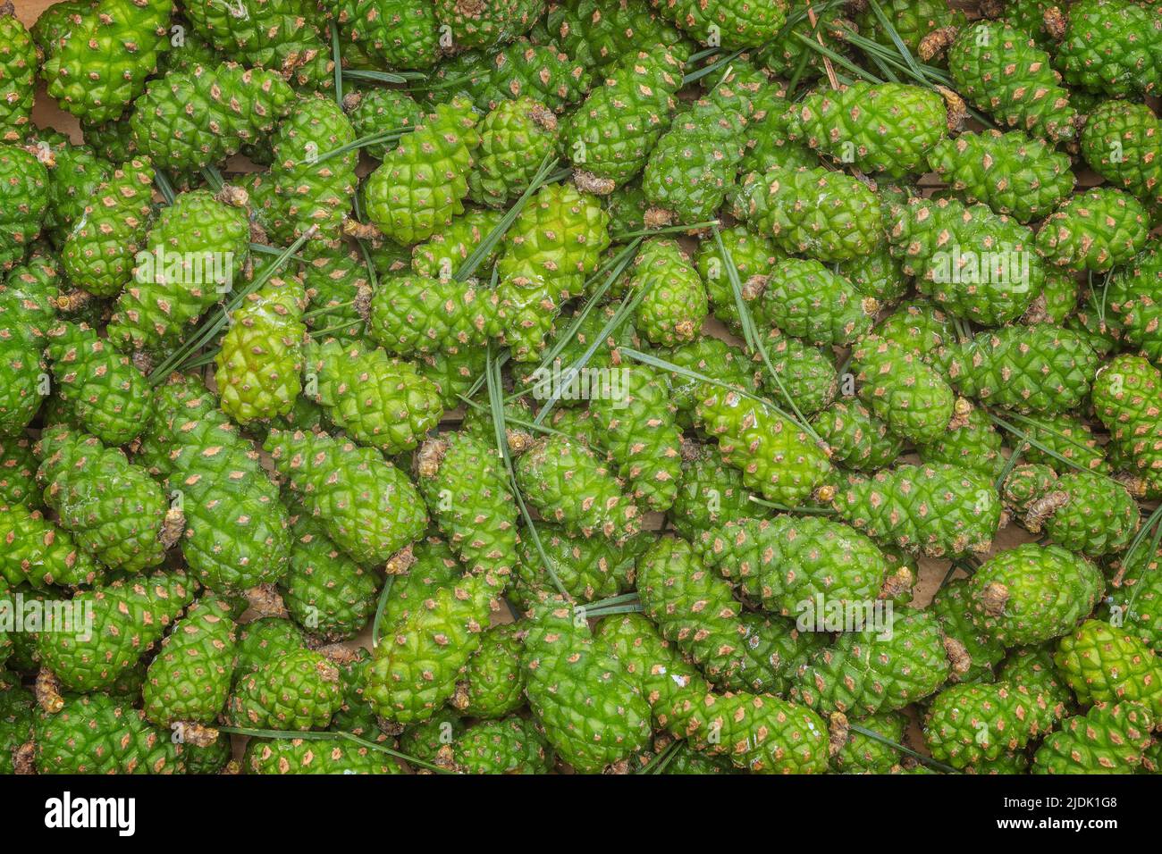 Layer green fresh pine cones as a decorative background Stock Photo - Alamy