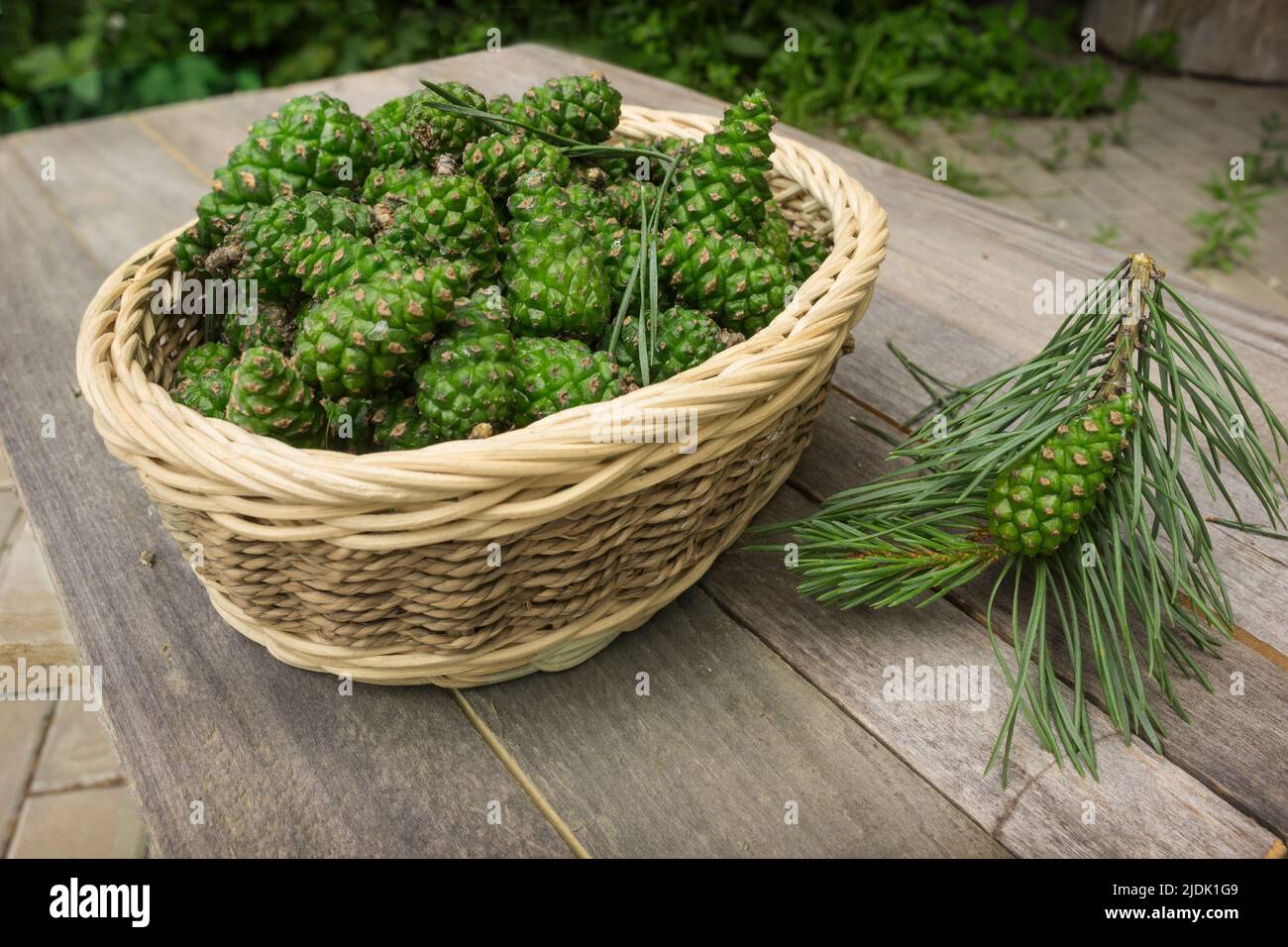 In a small basket fresh pine cones to prepare a traditional medicinal ...