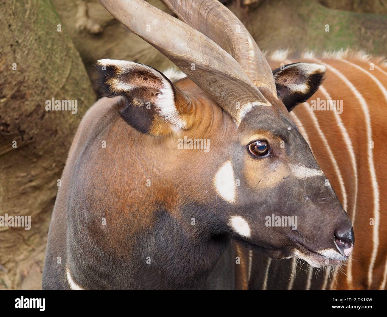 Bongo antelope kenya africa hi-res stock photography and images - Alamy