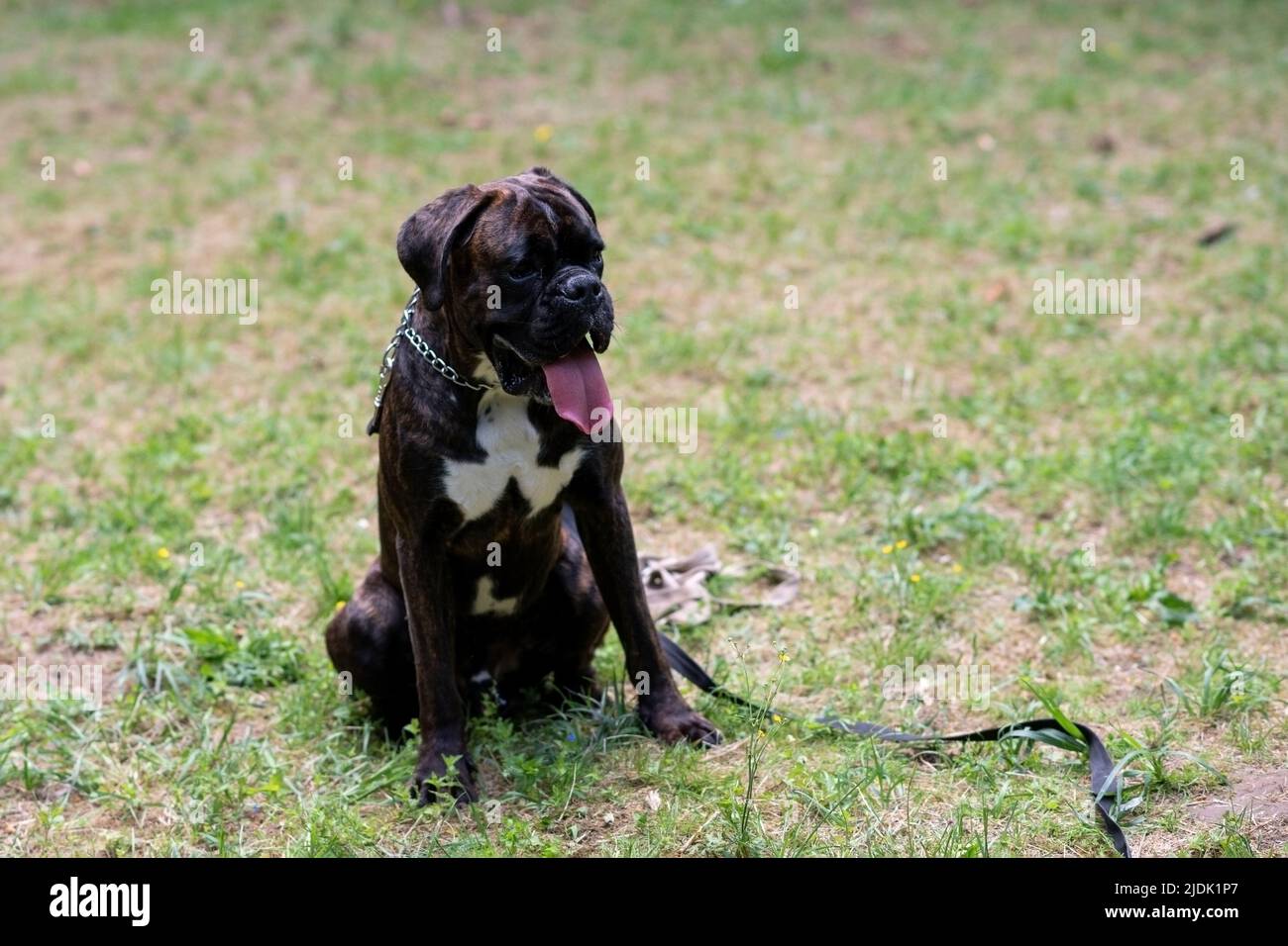 Boxer dark color, undocked tail, on a leash in the park. High quality ...
