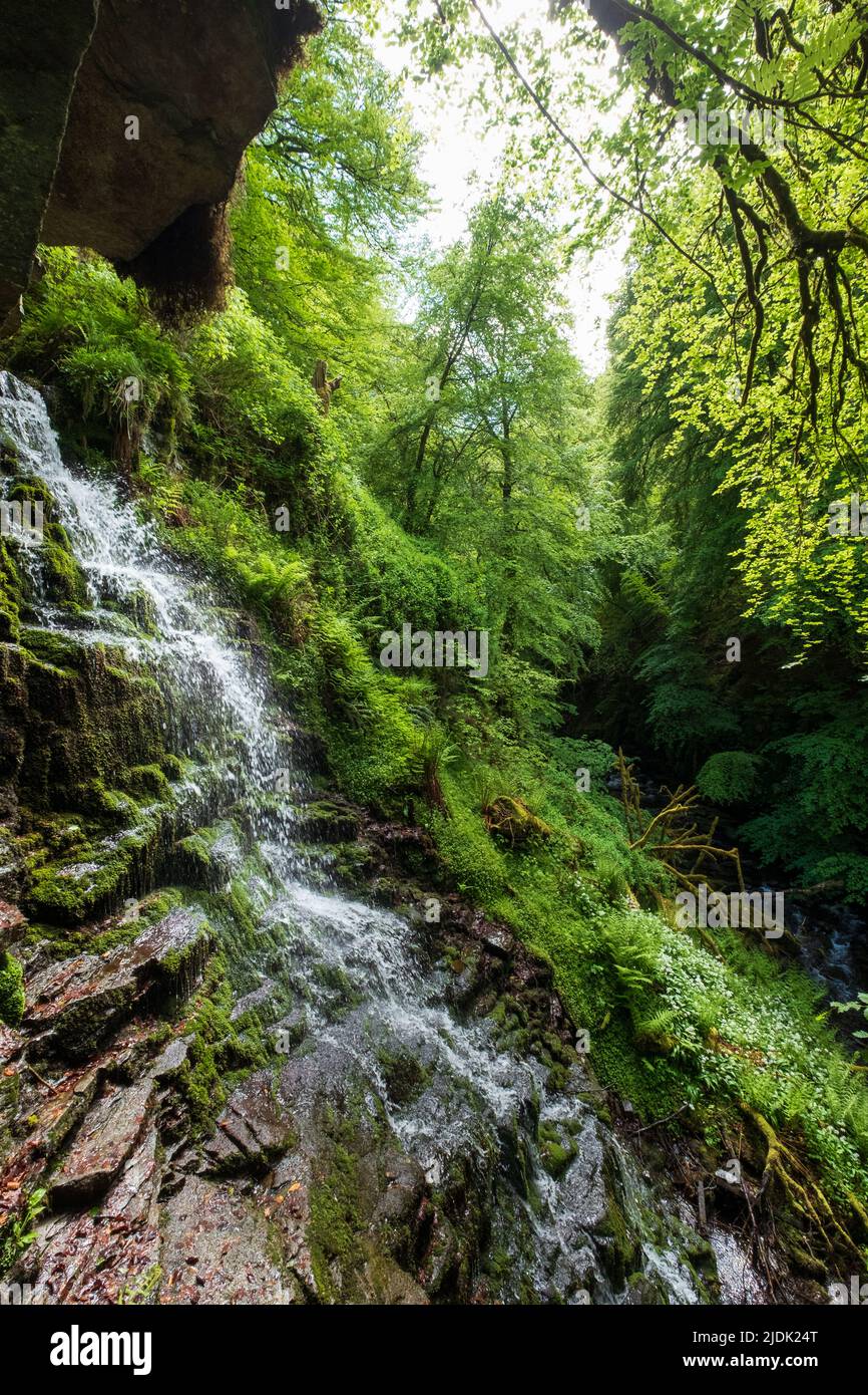 Moness burn in gorge hi-res stock photography and images - Alamy