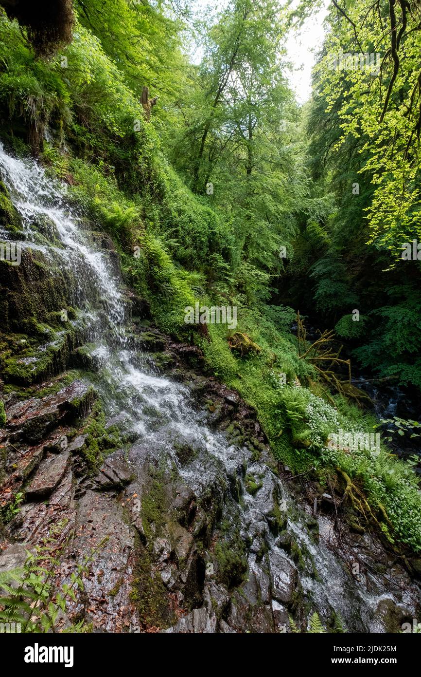 Moness burn in gorge hi-res stock photography and images - Alamy