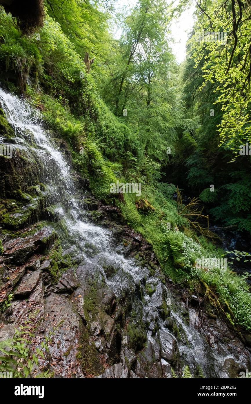 The Birks of Aberfeldy, circular walking route in the Moness Glen ...