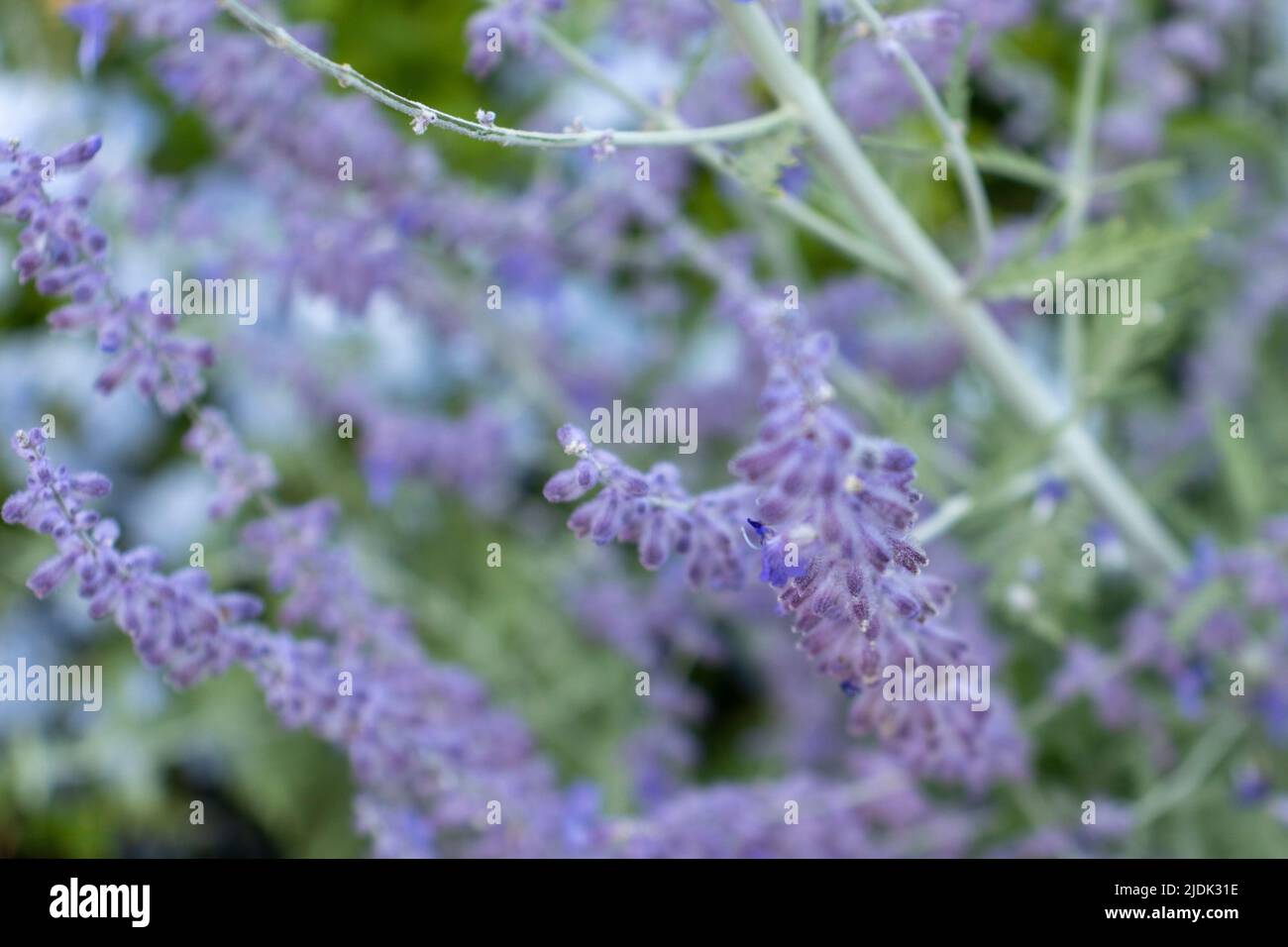 Top view of a lavender plant (lavandula). Selective focus, macro ...