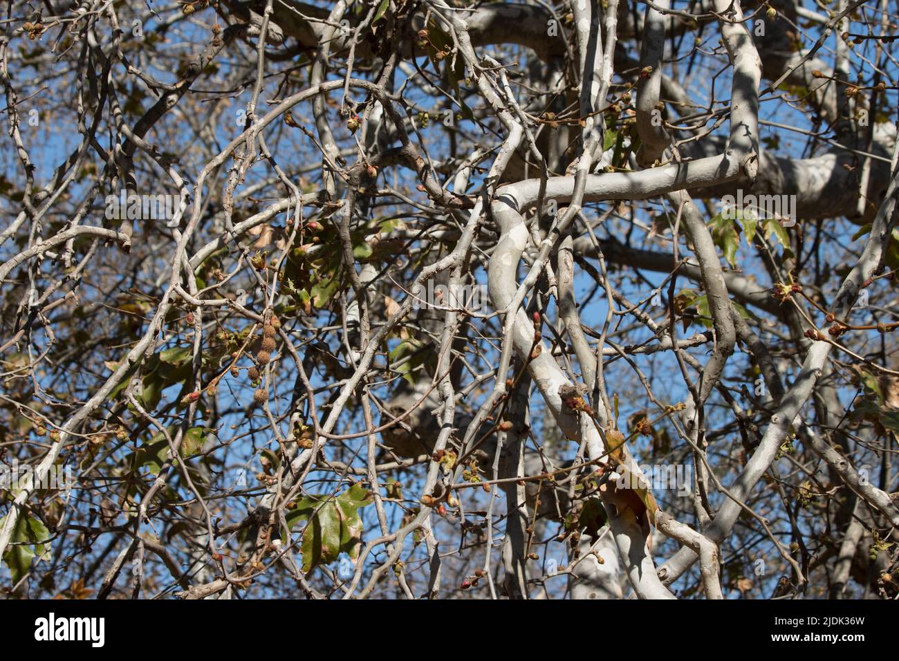 Beautifully imposing branches of native Platanus Racemosa in coastal ...