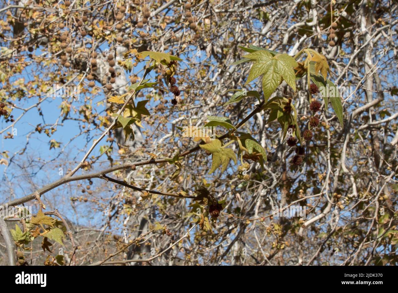 Beautifully imposing branches of native Platanus Racemosa in coastal ...