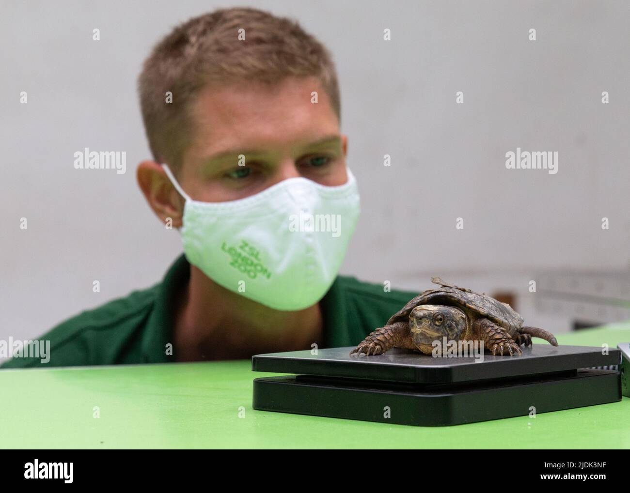 At london zoo the turtle hi-res stock photography and images - Alamy