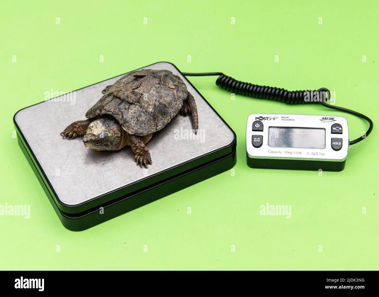 At london zoo the turtle hi-res stock photography and images - Alamy