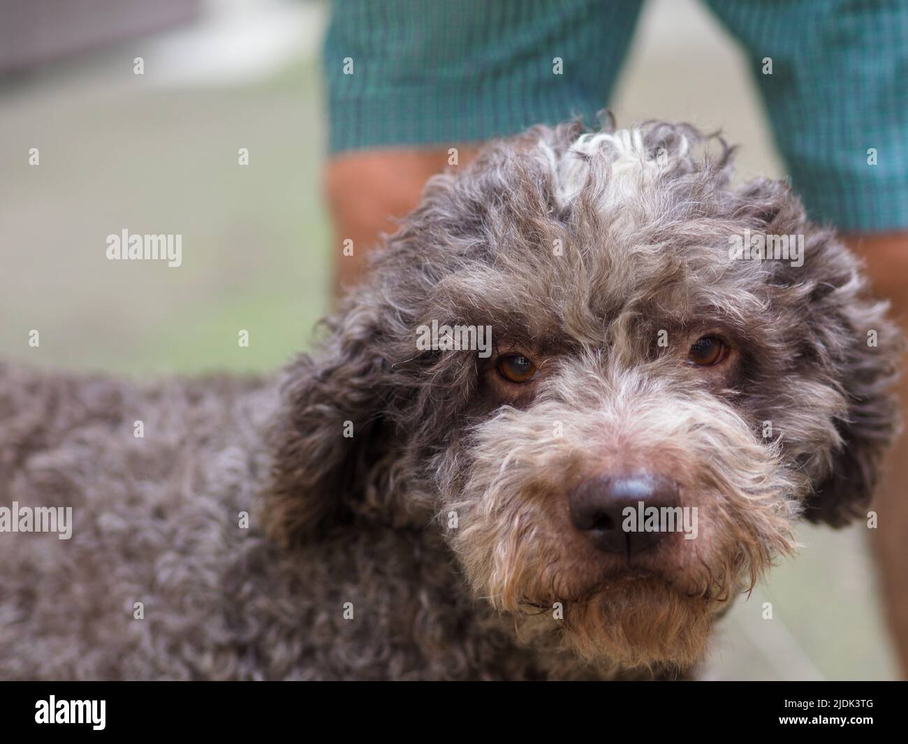 male lagotto trufle dog portrait Stock Photo - Alamy