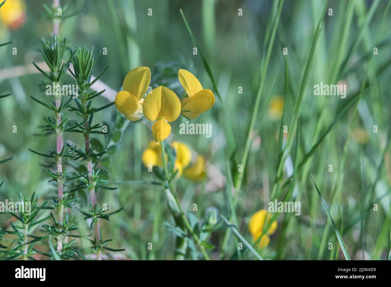 Burr clover hi-res stock photography and images - Alamy