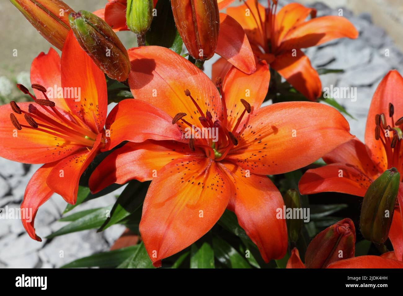 Red Lilies in bloom, Flower blossom, lilium Lily Asiatic English ...