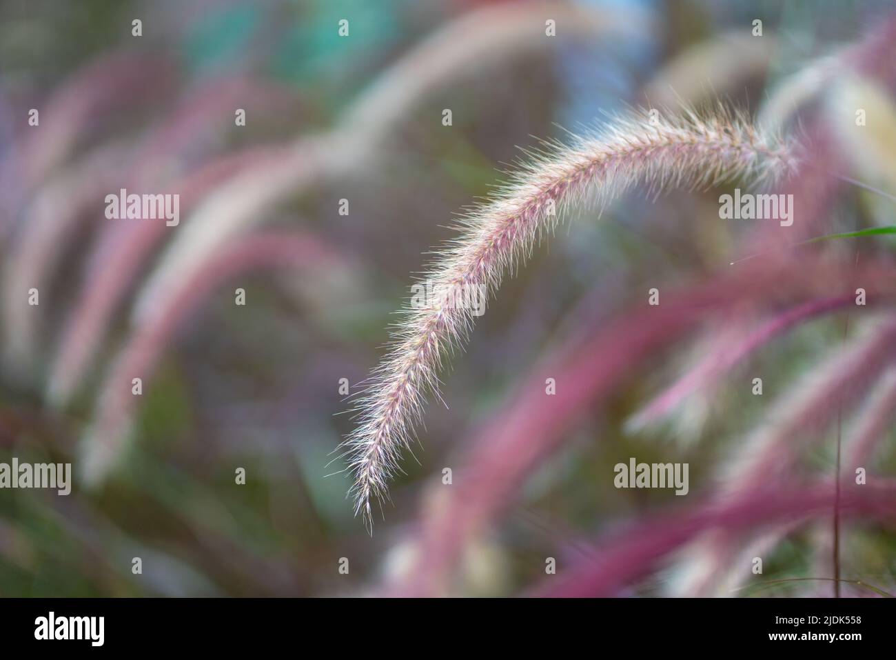 Wild reed grass, selected focus. Nature, summer background concept ...