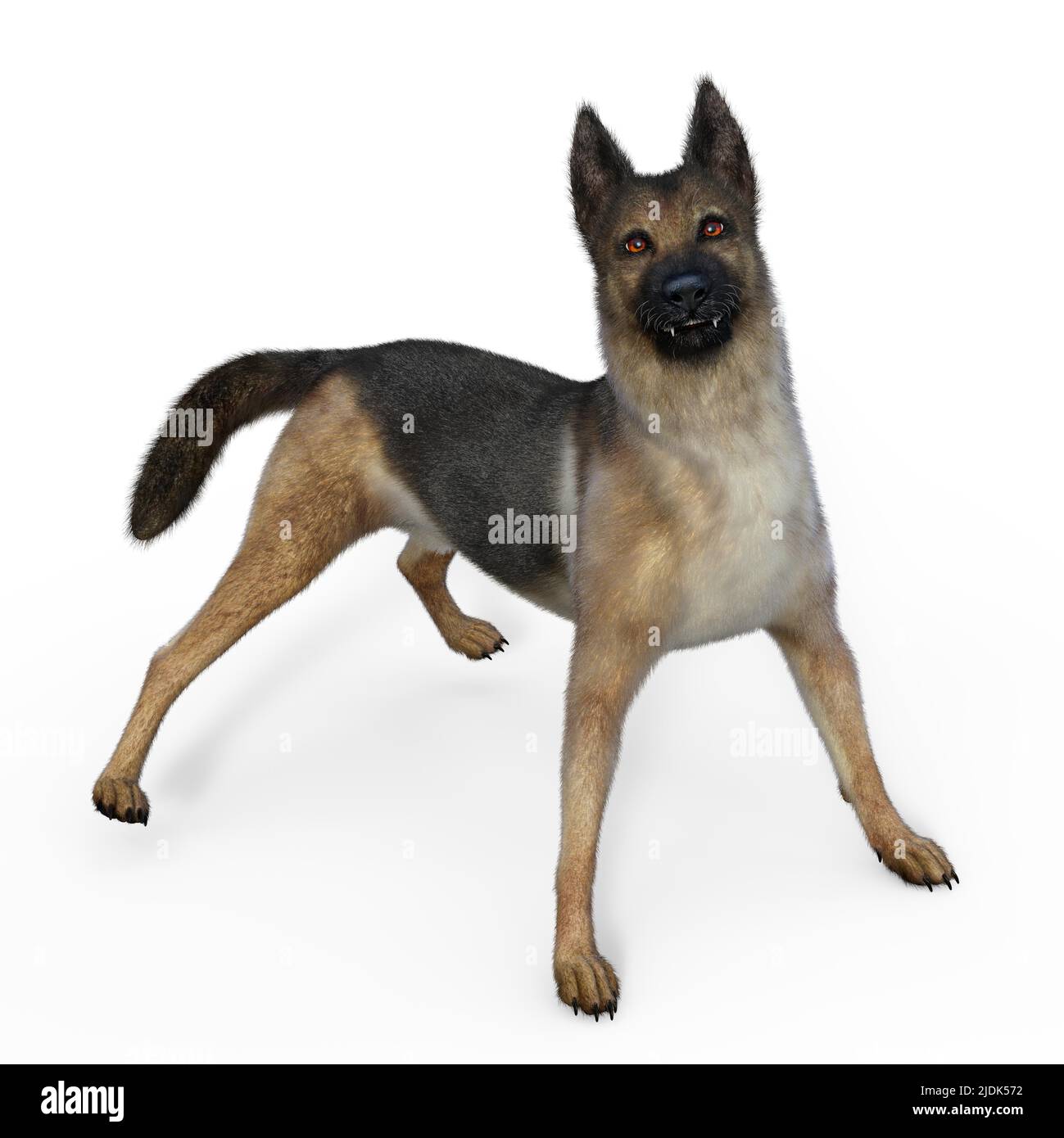 3d-illustration of an isolated german shepherd dog growling Stock Photo ...