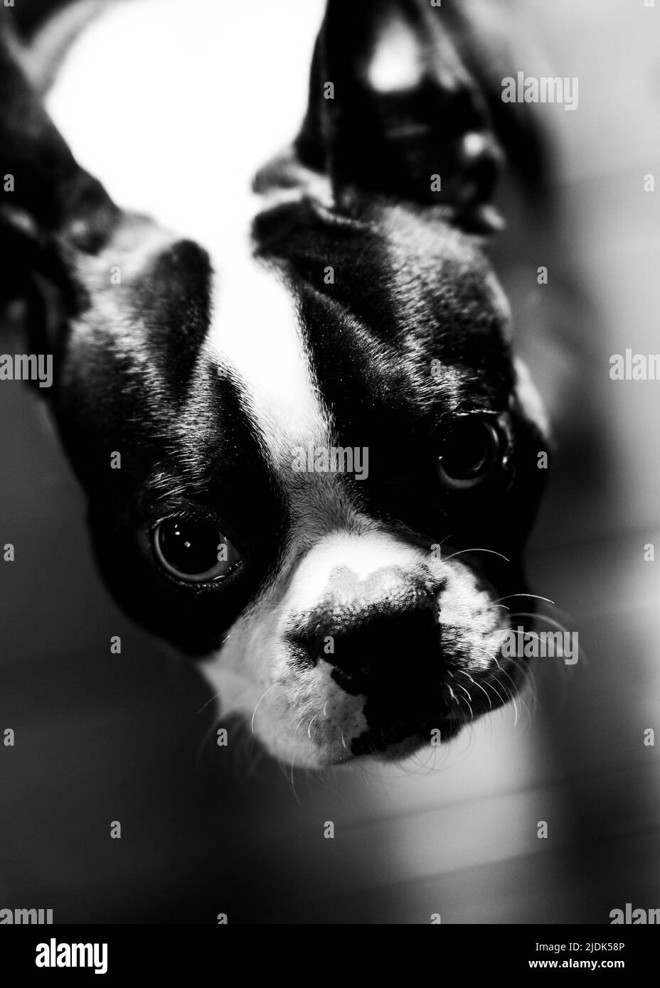 Boston bulldog hi-res stock photography and images - Alamy