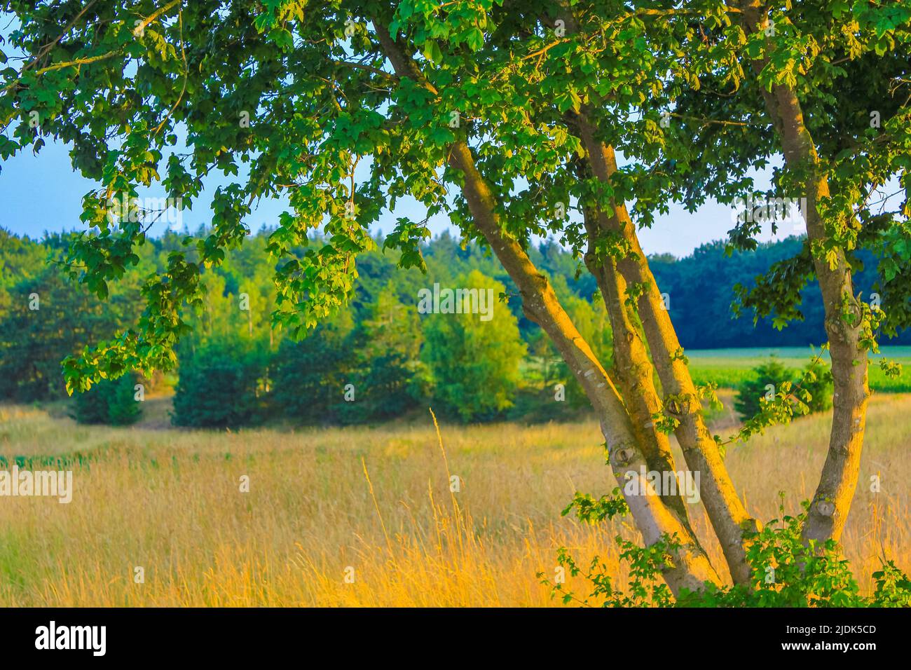 North German agricultural field forest and nature landscape panorama in ...