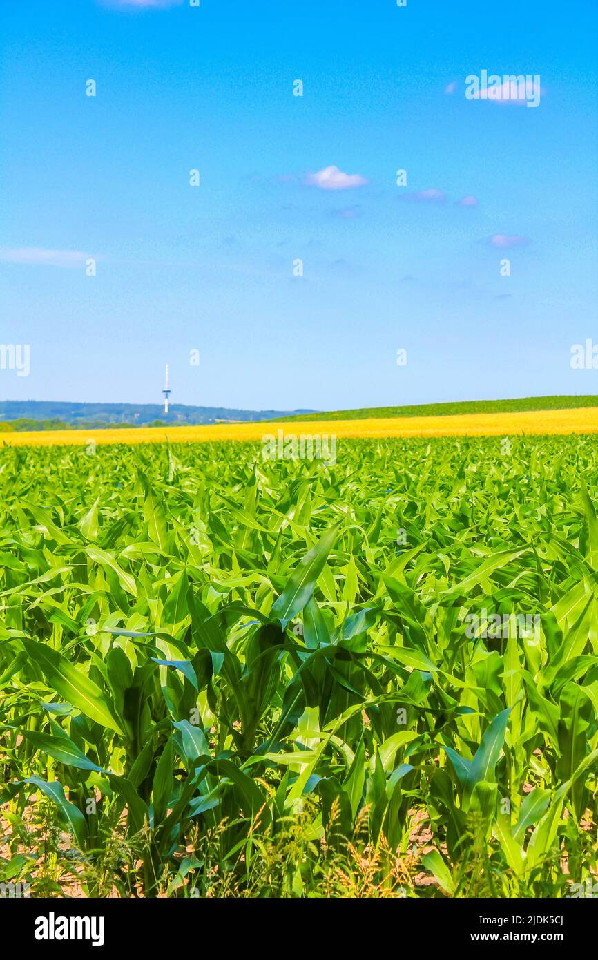 North German agricultural field forest and nature landscape panorama in ...