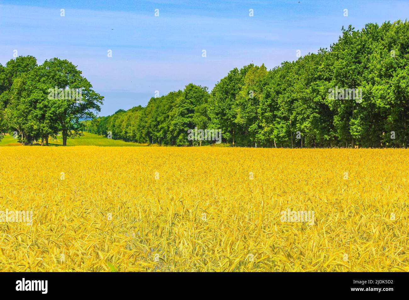 North German agricultural field forest and nature landscape panorama in ...