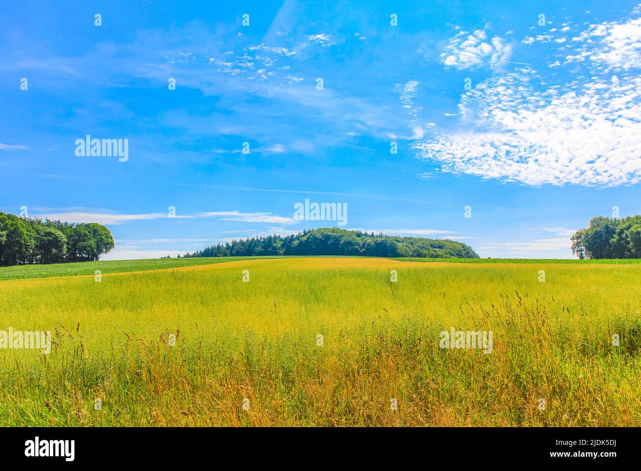 North German agricultural field forest and nature landscape panorama in ...