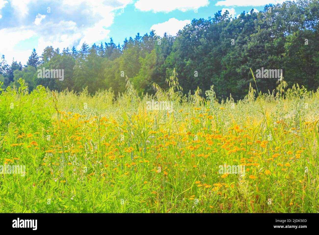 North German agricultural field forest and nature landscape panorama in ...