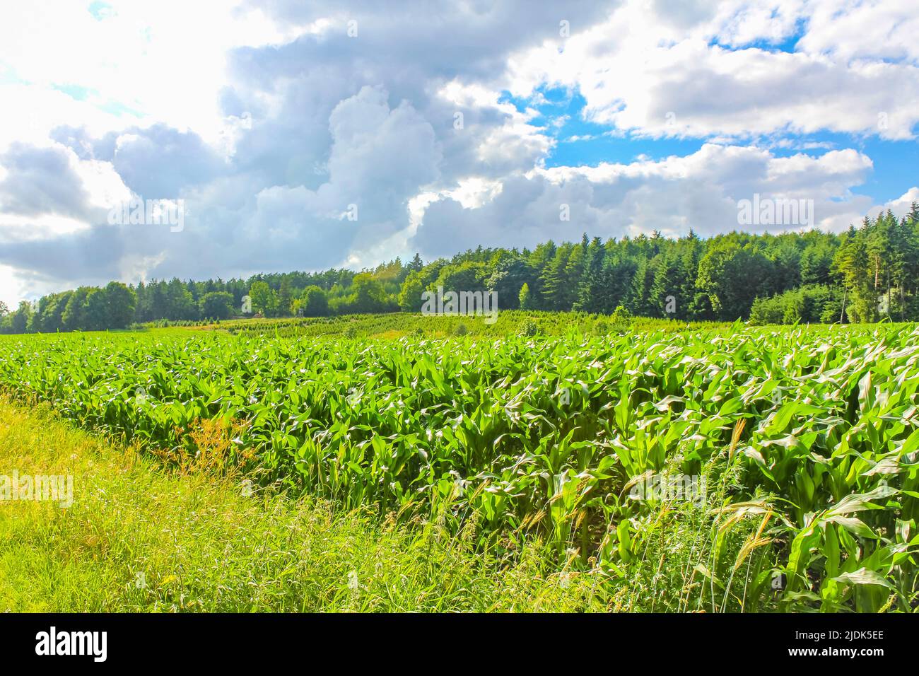 North German agricultural field forest and nature landscape panorama in ...