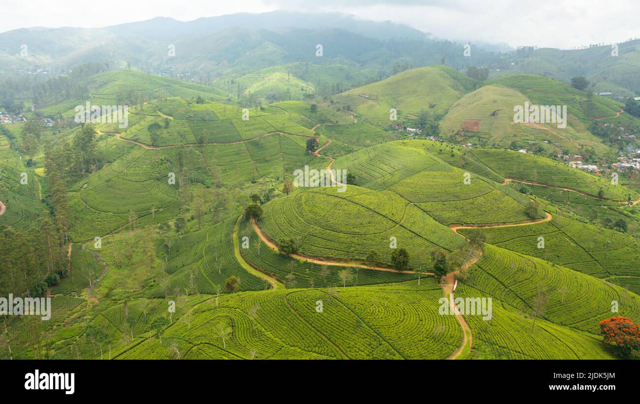 Aerial view tea estate on hi-res stock photography and images - Alamy