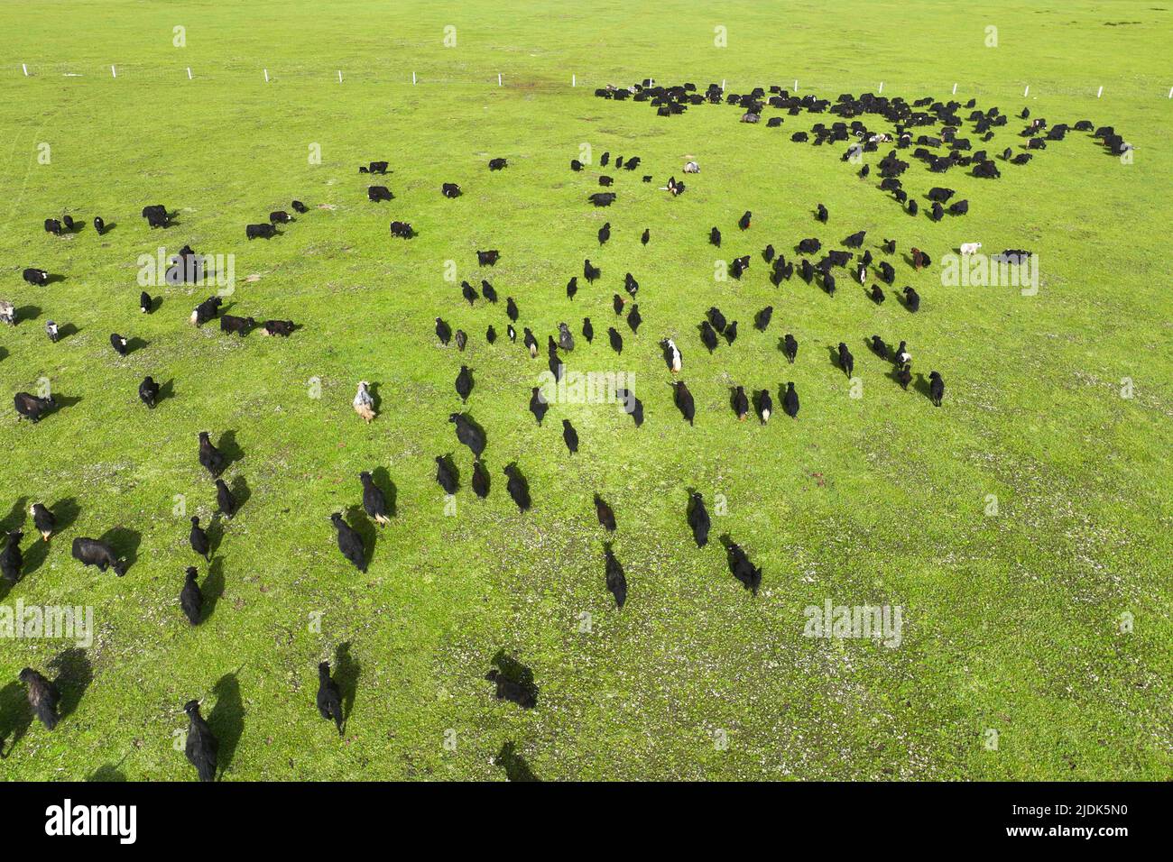 GARZE, CHINA - JUNE 21, 2022 - Yaks are seen on a verdant alpine ...
