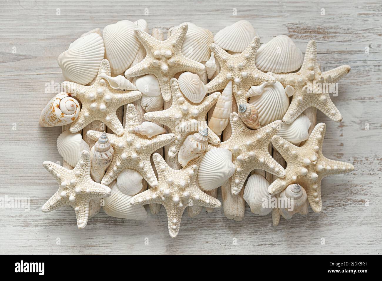 nautical decor.Marine wallpaper.Starfish and sea shells in pastel beige ...