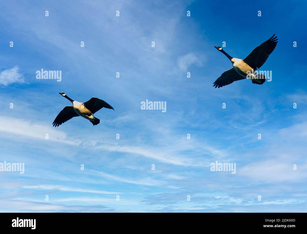Winfgs spread hi-res stock photography and images - Alamy