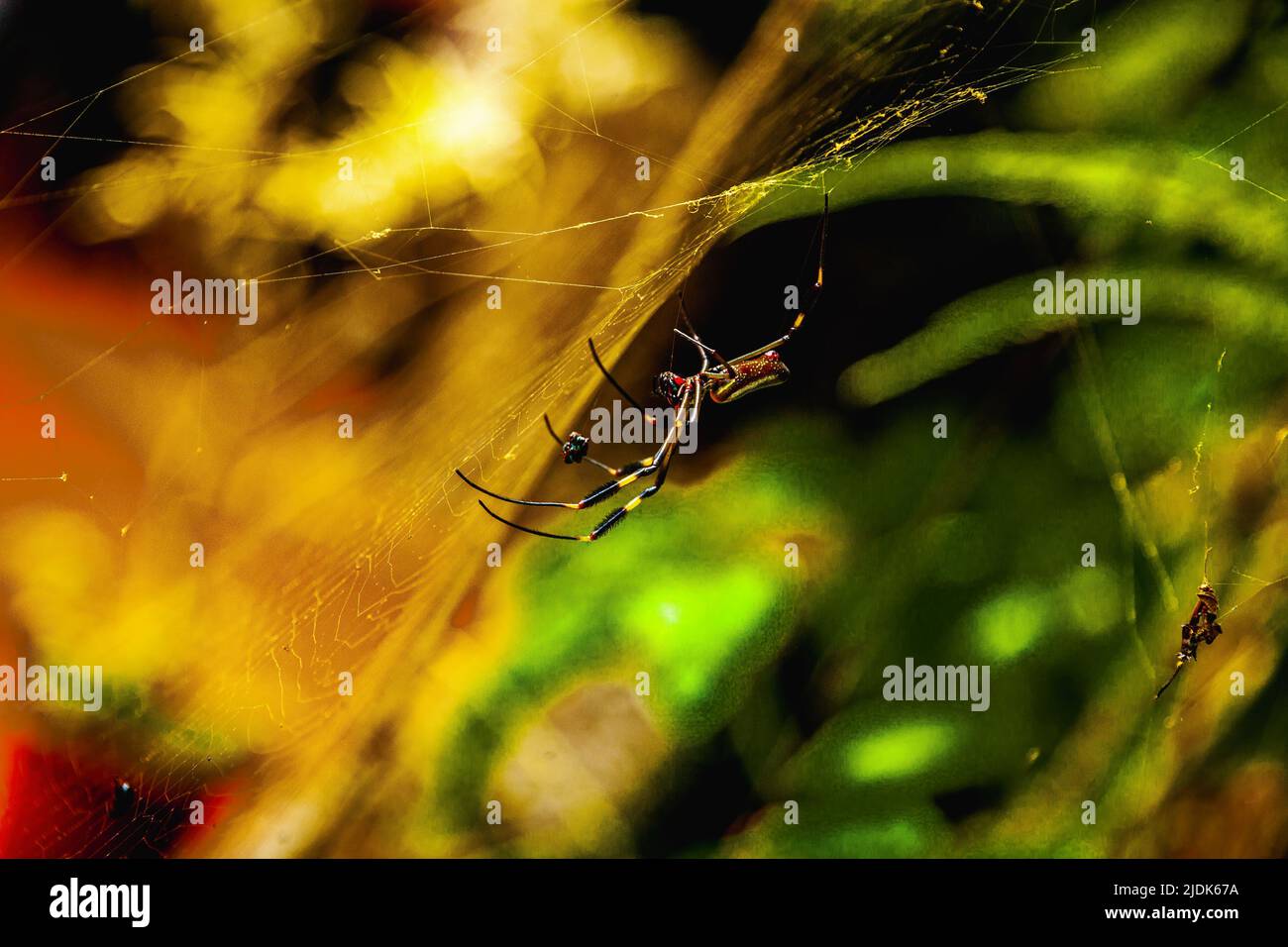 Cloud forest spider in the wilds of Costa Rica. very soft background ...